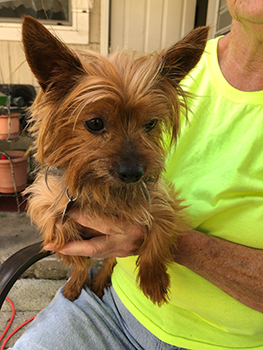 Second Chance Small Dog Rescue – Finding Homes for Small Dogs in ...